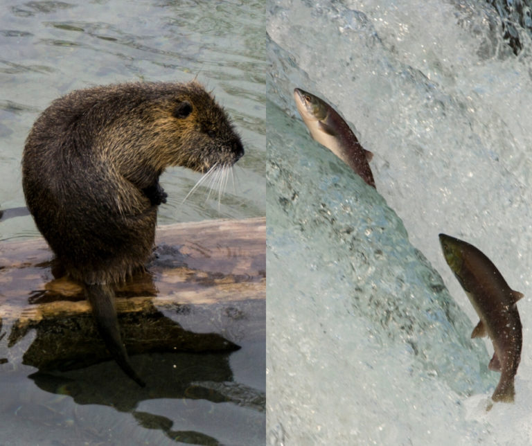 Fins & Fur – SLO Beaver Brigade