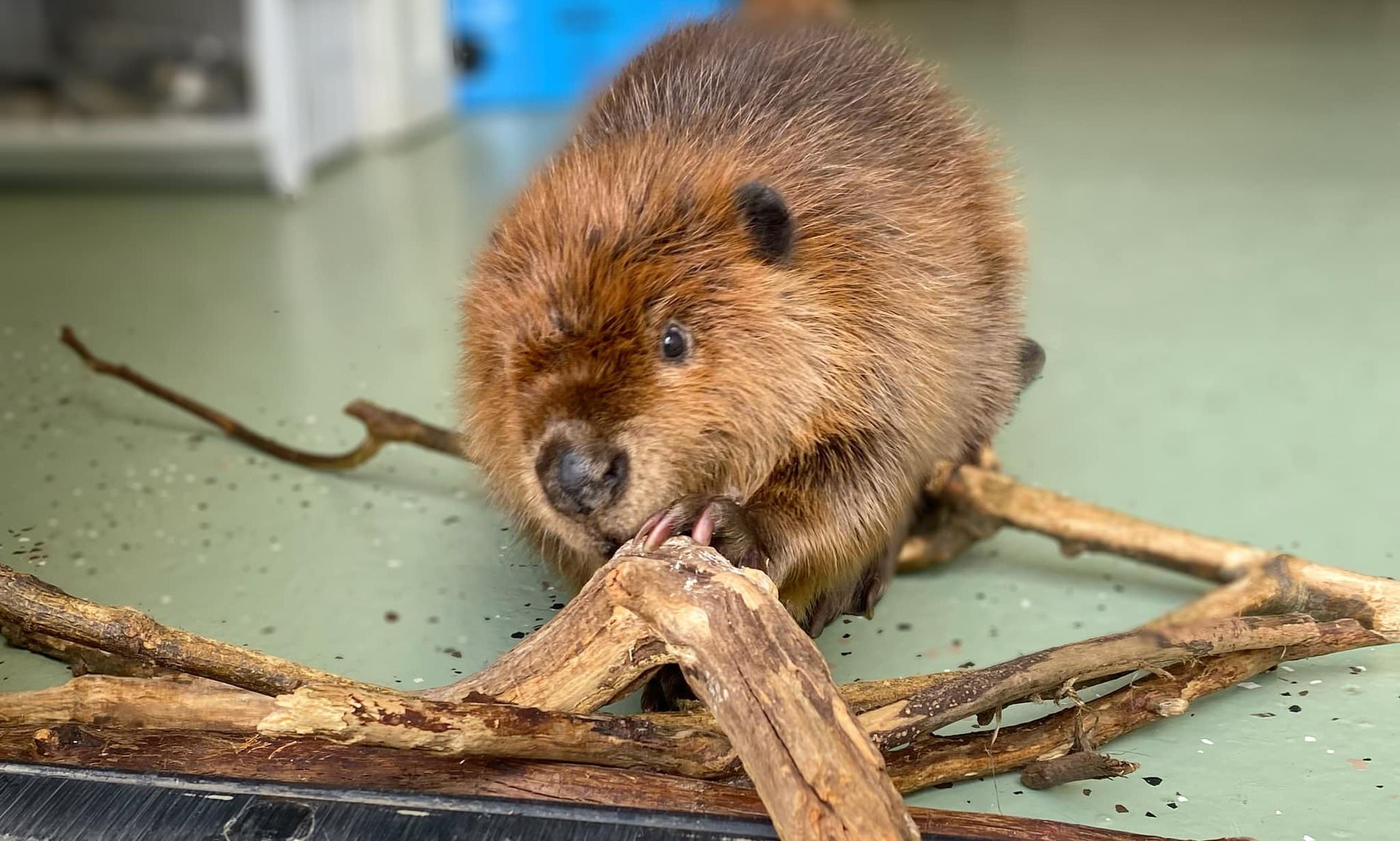 Beavers in the News – SLO Beaver Brigade