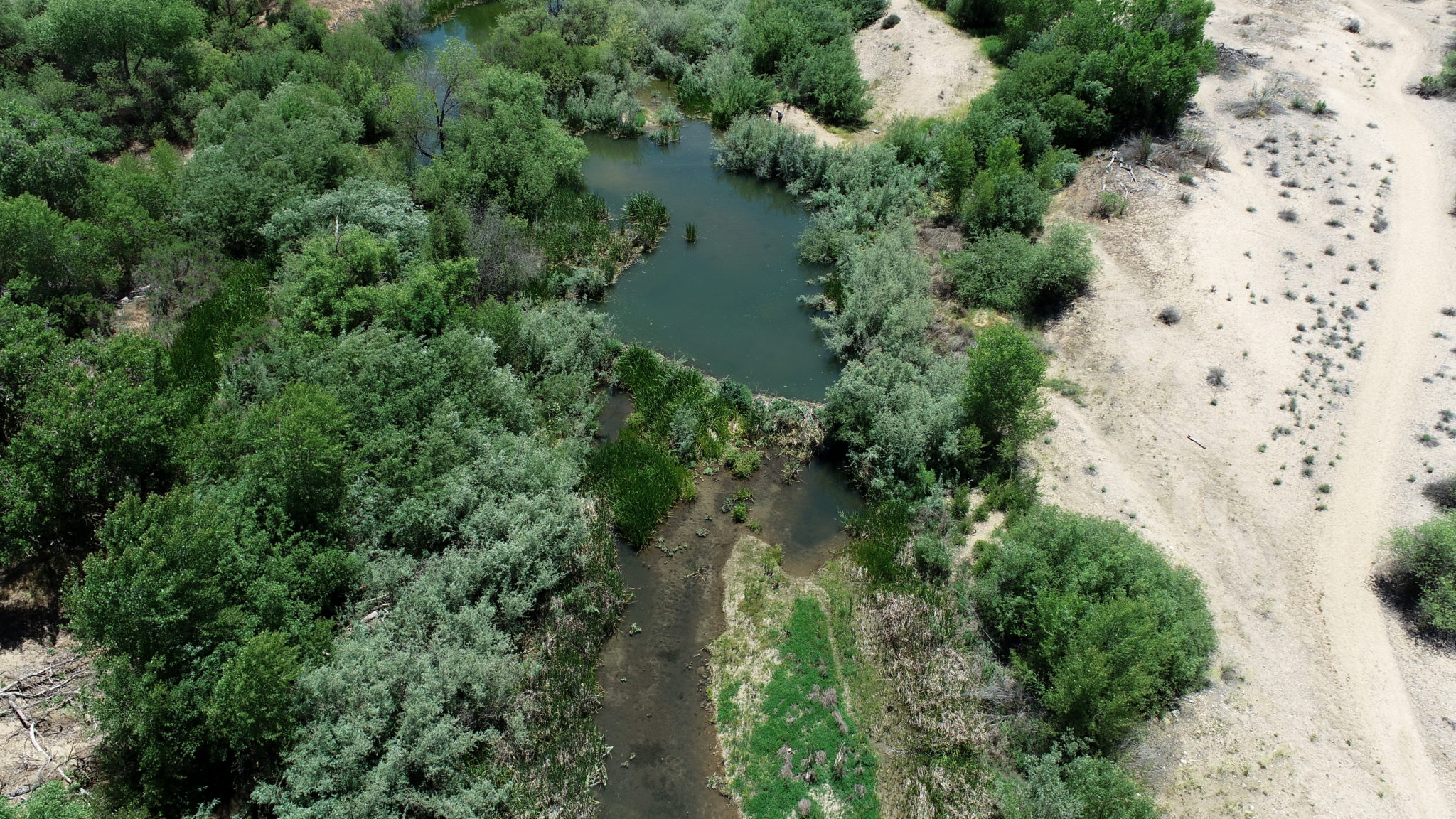 Come to a beaver pond – SLO Beaver Brigade