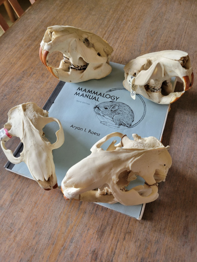 Volunteer Spotlight: Ann Colby – SLO Beaver Brigade